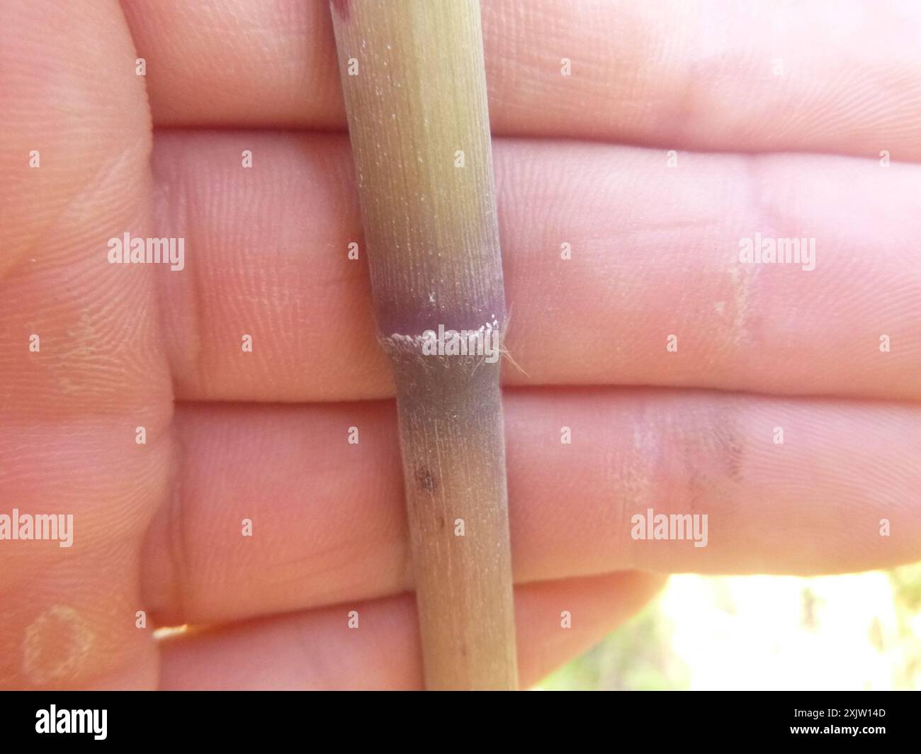 woolly beardgrass (Erianthus alopecuroides) Plantae Stock Photo - Alamy
