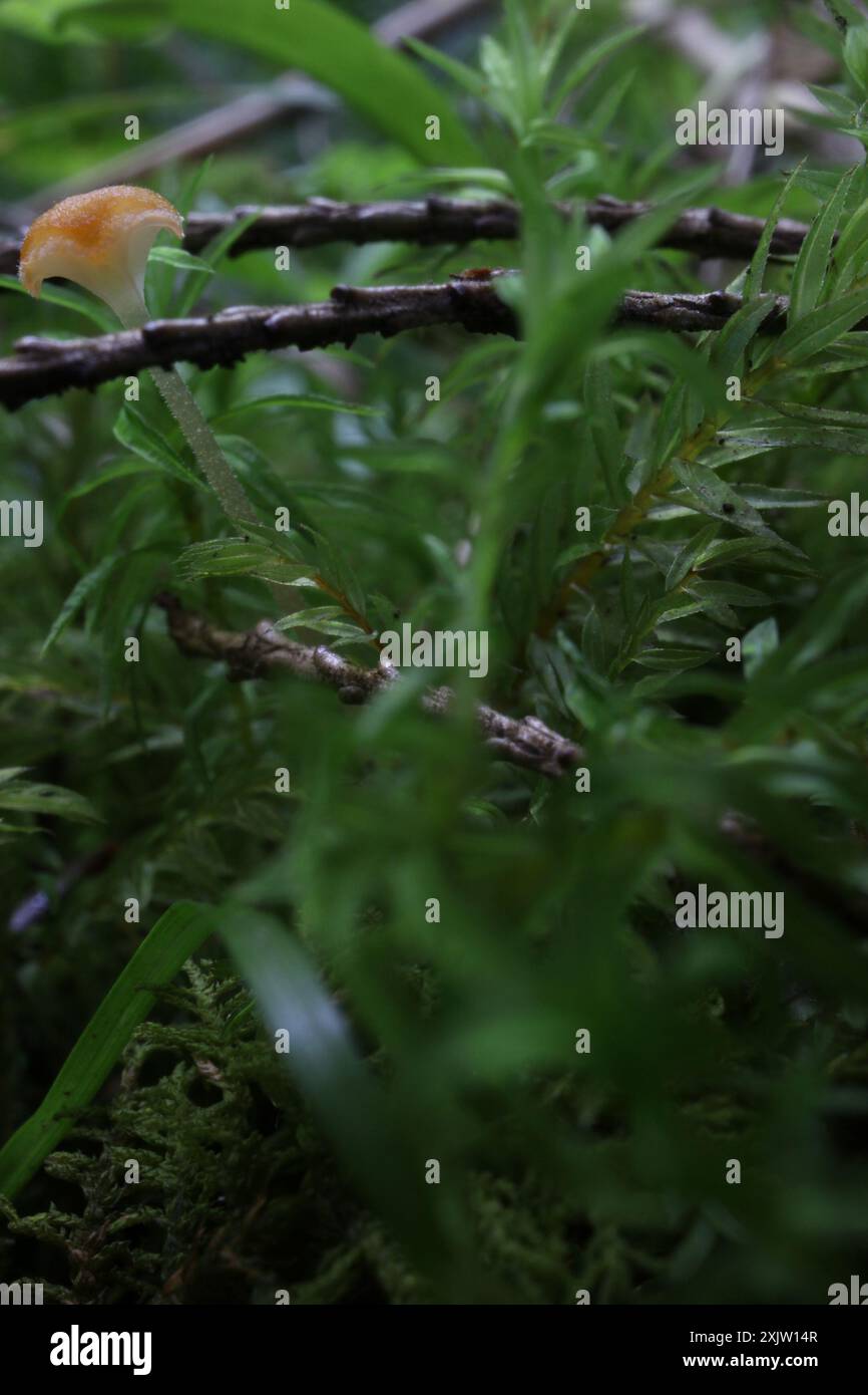 Orange Moss Navel (Rickenella fibula) Fungi Stock Photo - Alamy