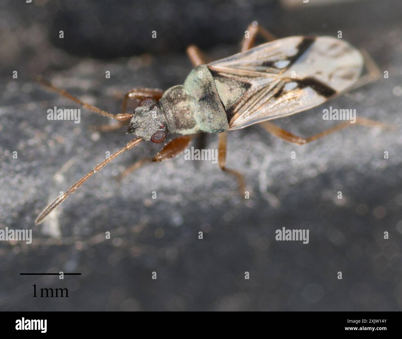 (Pseudopachybrachius vinctus) Insecta Stock Photo - Alamy