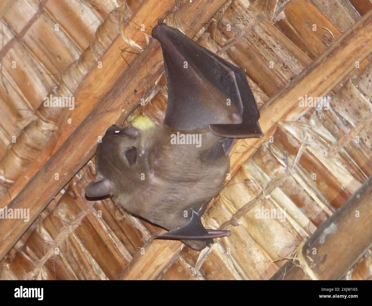 Egyptian Rousette (Rousettus aegyptiacus) Mammalia Stock Photo - Alamy