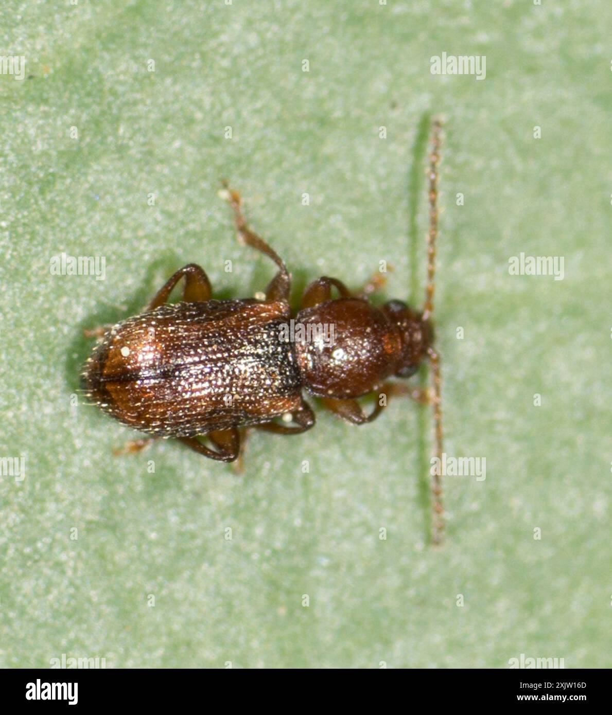 Cucujiform Beetles (Cucujiformia) Insecta Stock Photo - Alamy