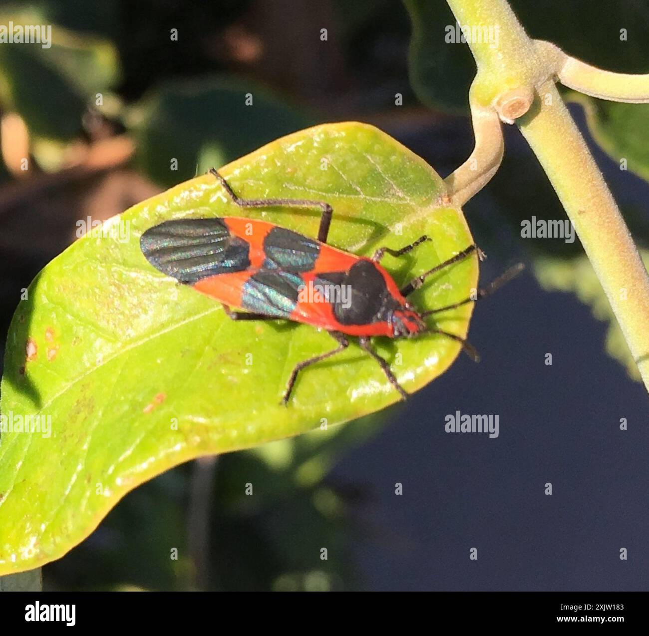 Large Milkweed Bug (Oncopeltus fasciatus) Insecta Stock Photo - Alamy