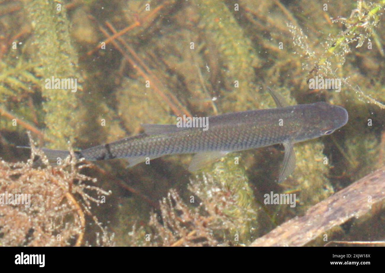 Carps and Minnows (Cyprinoidei) Actinopterygii Stock Photo - Alamy