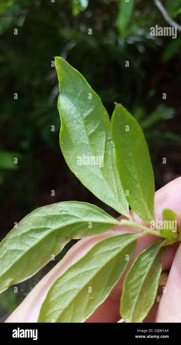 bear huckleberry (Gaylussacia ursina) Plantae Stock Photo - Alamy