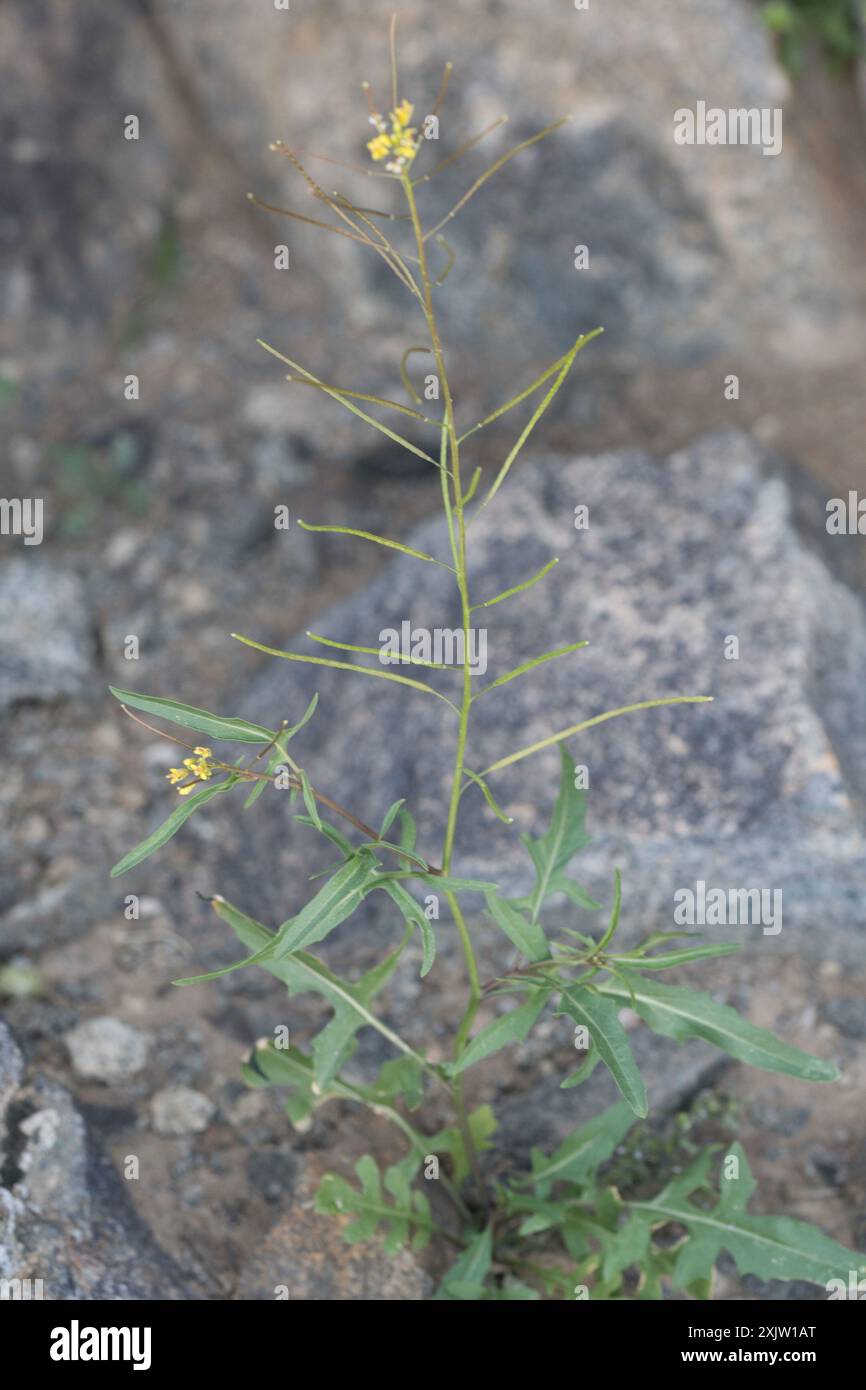 London rocket (Sisymbrium irio) Plantae Stock Photo - Alamy