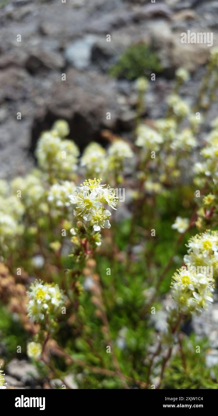 Partridgefoot (Luetkea pectinata) Plantae Stock Photo - Alamy