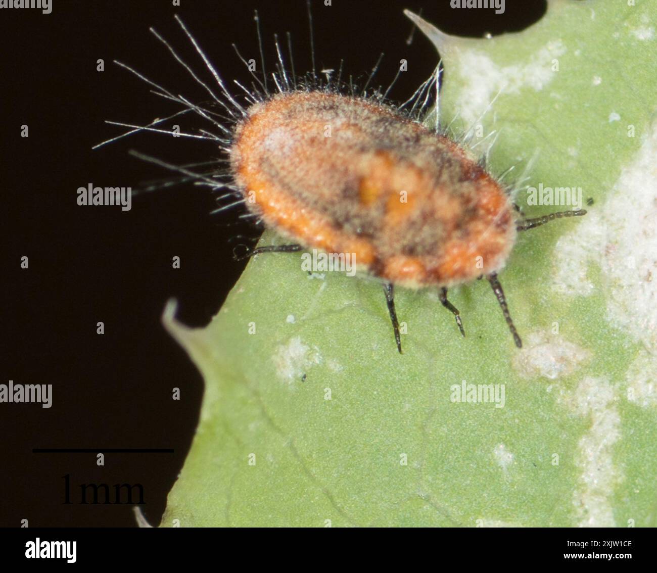 Cottony cushion scale (Icerya purchasi) Insecta Stock Photo - Alamy