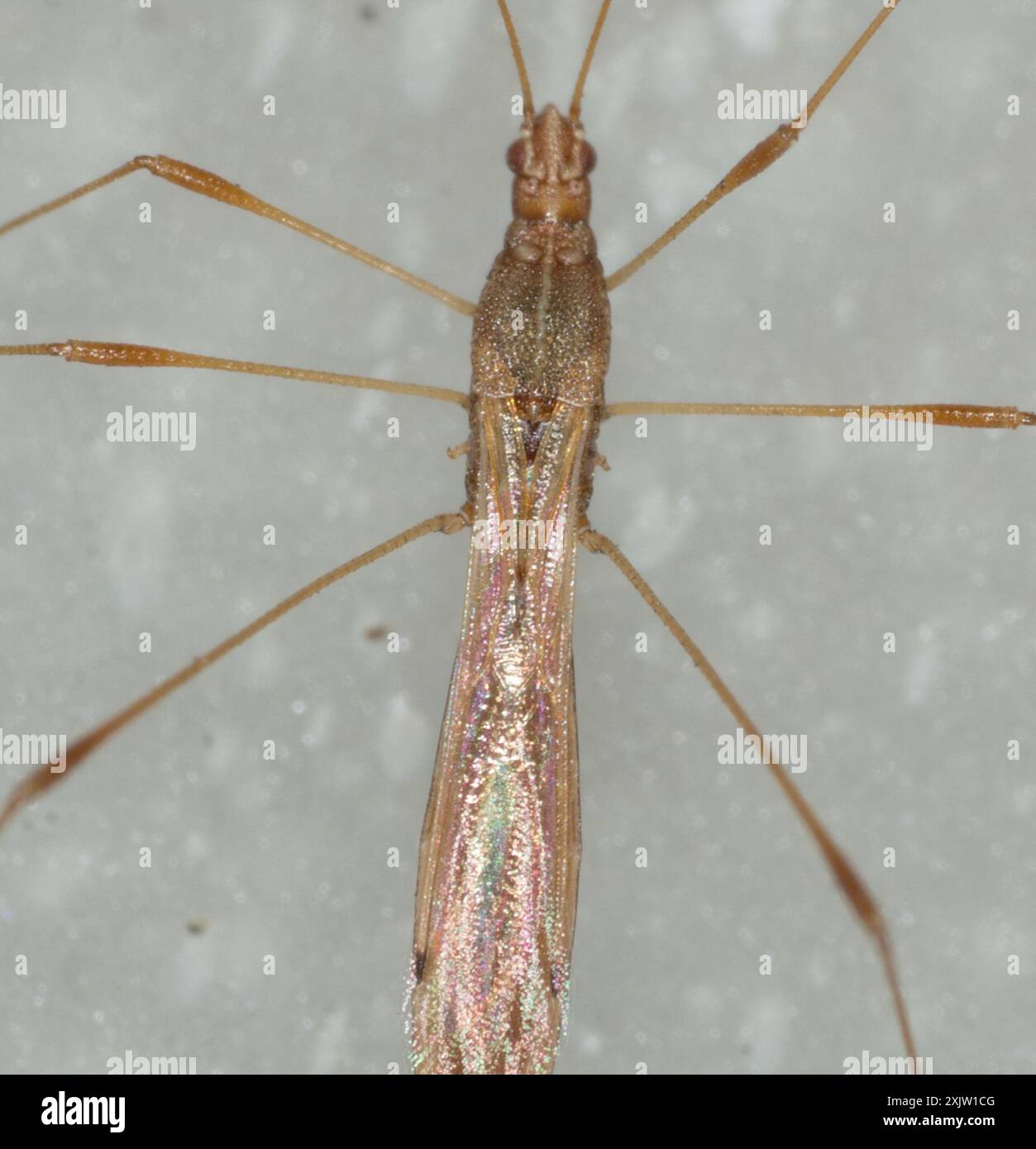 Stilt bugs hi-res stock photography and images - Alamy