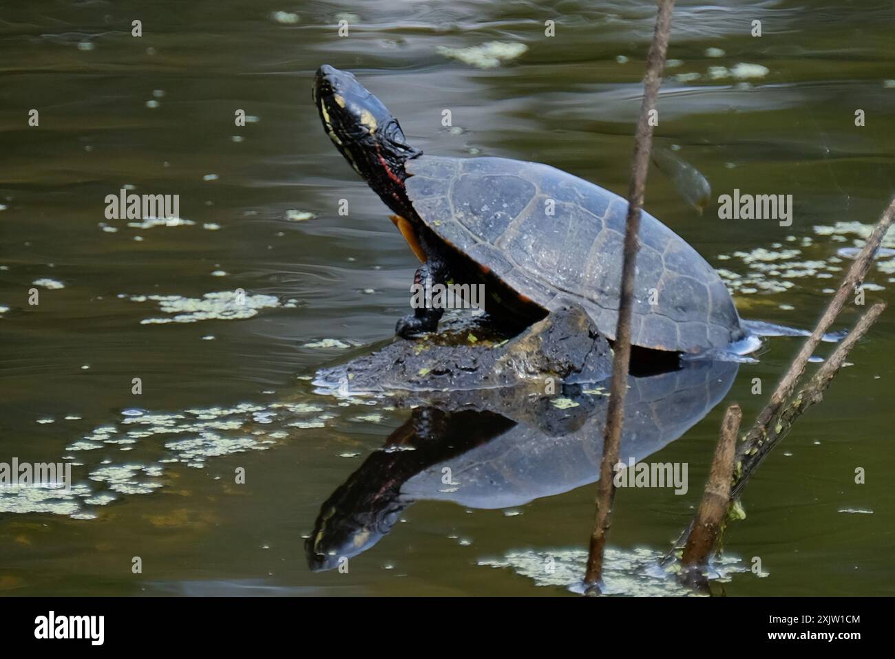Painted Turtle (Chrysemys picta) Reptilia Stock Photo - Alamy