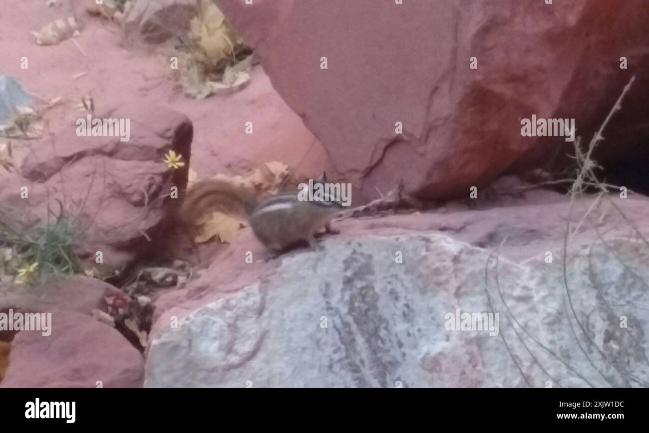 Western Chipmunks (Neotamias) Mammalia Stock Photo - Alamy