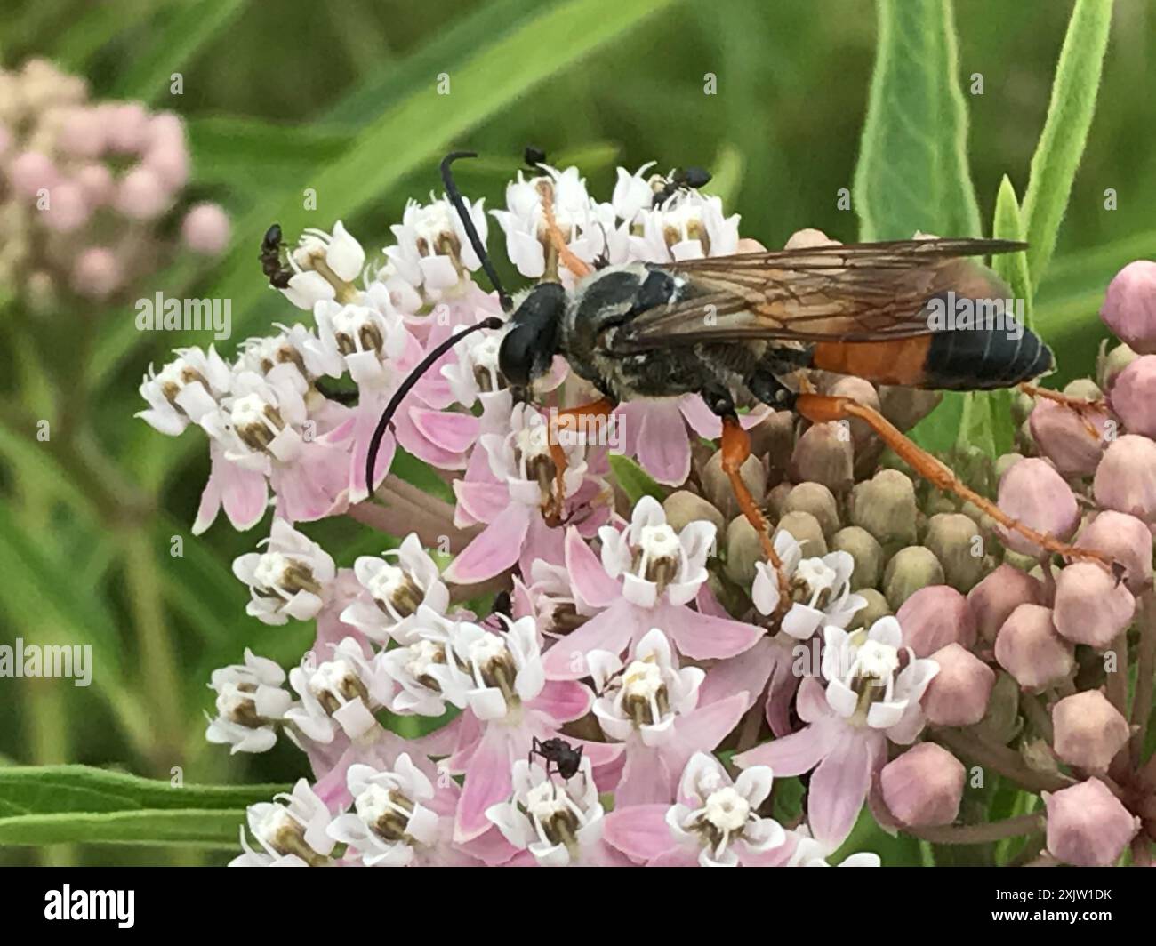 Great Golden Digger Wasp (Sphex ichneumoneus) Insecta Stock Photo - Alamy