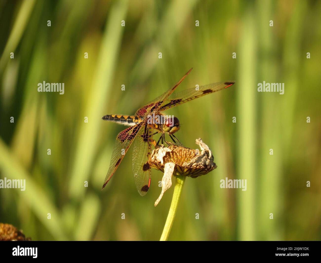 Calico Pennant (Celithemis elisa) Insecta Stock Photo - Alamy