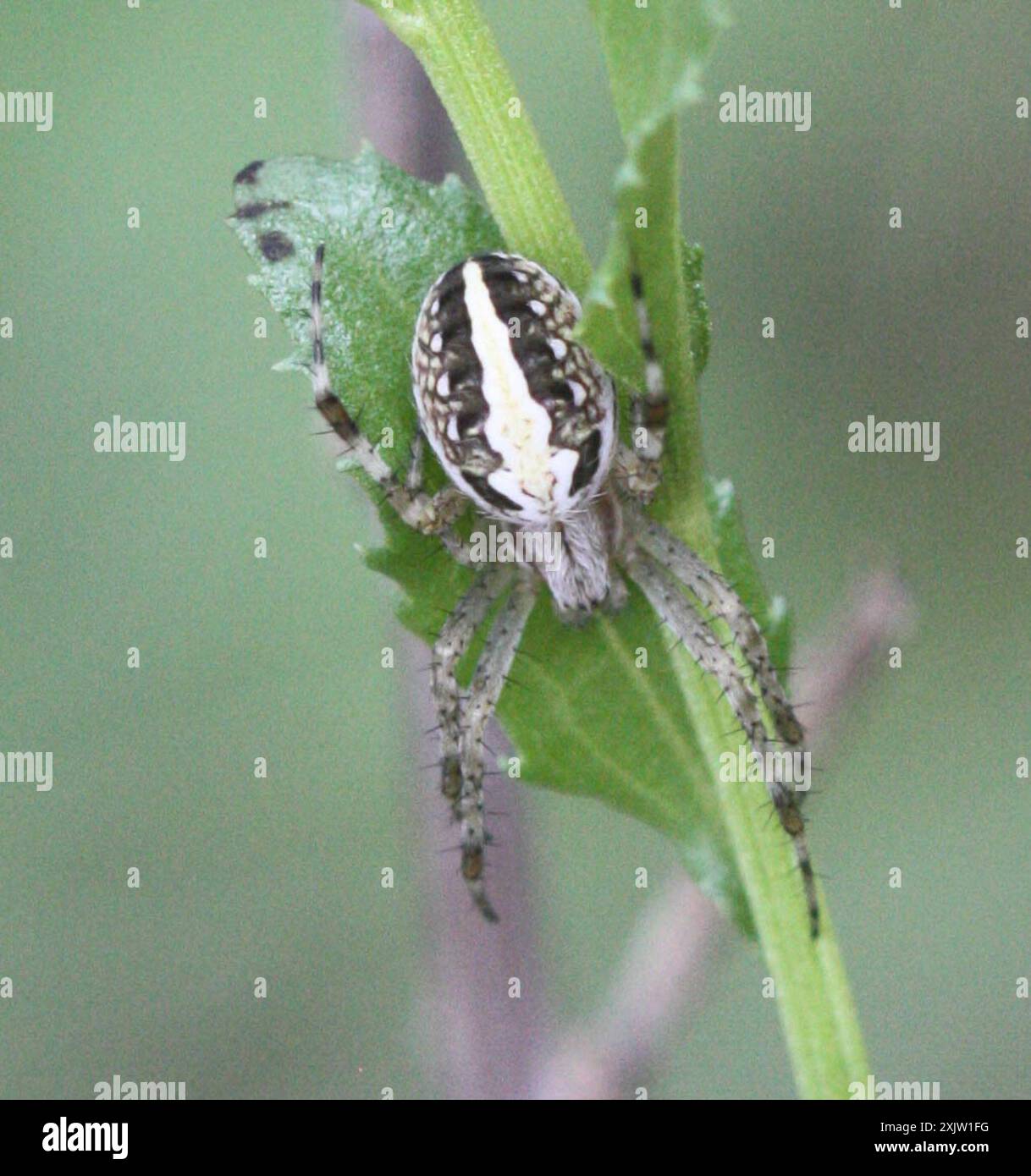 Western Spotted Orbweaver (Neoscona oaxacensis) Arachnida Stock Photo ...