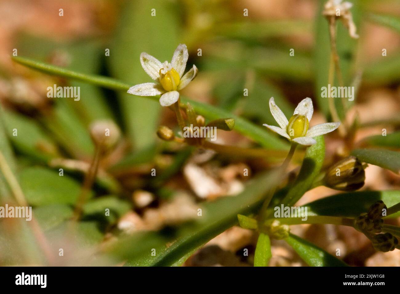 green carpetweed (Mollugo verticillata) Plantae Stock Photo - Alamy