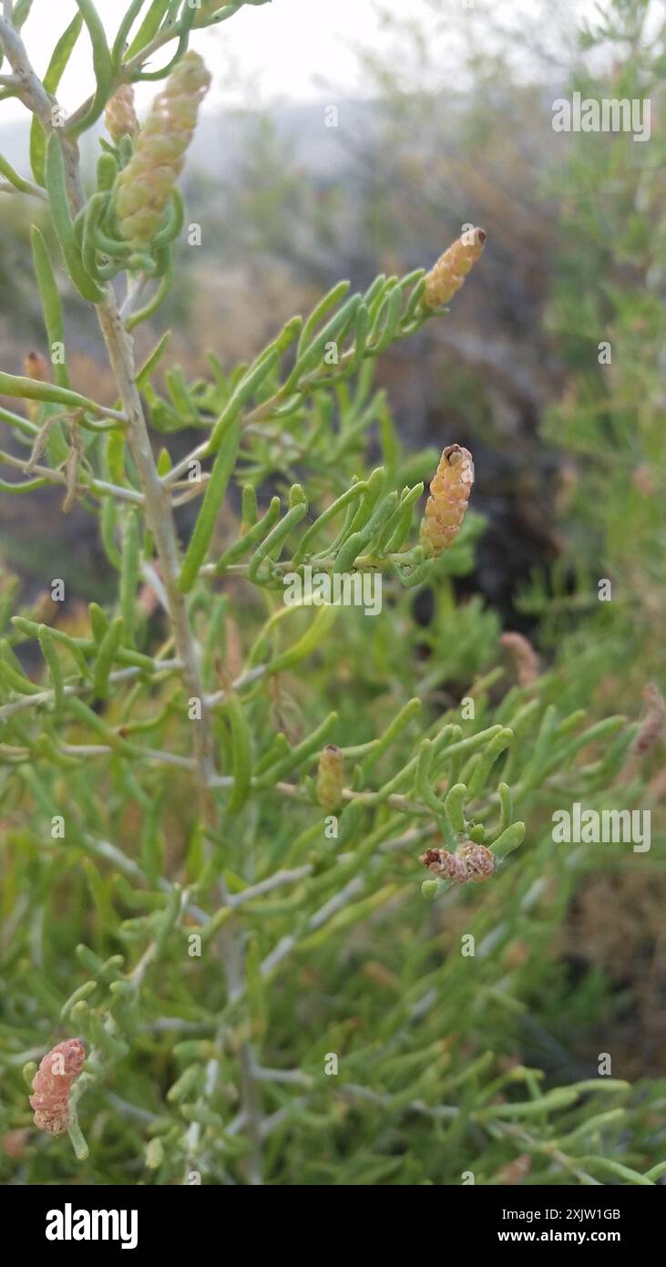 Sarcobatus vermiculatus hi-res stock photography and images - Alamy