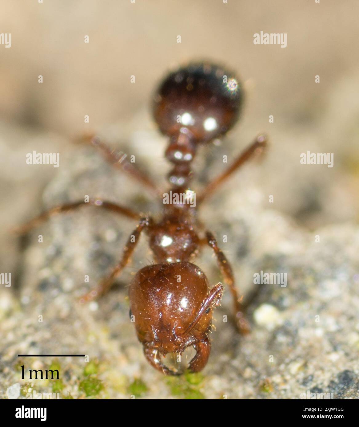 Red Imported Fire Ant (Solenopsis invicta) Insecta Stock Photo - Alamy