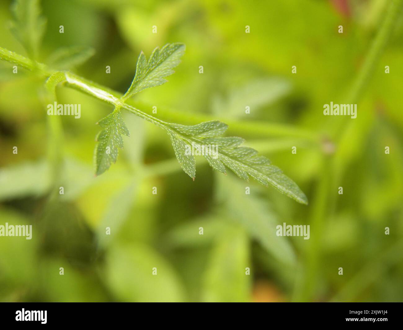 common hedge parsley (Torilis arvensis) Plantae Stock Photo - Alamy