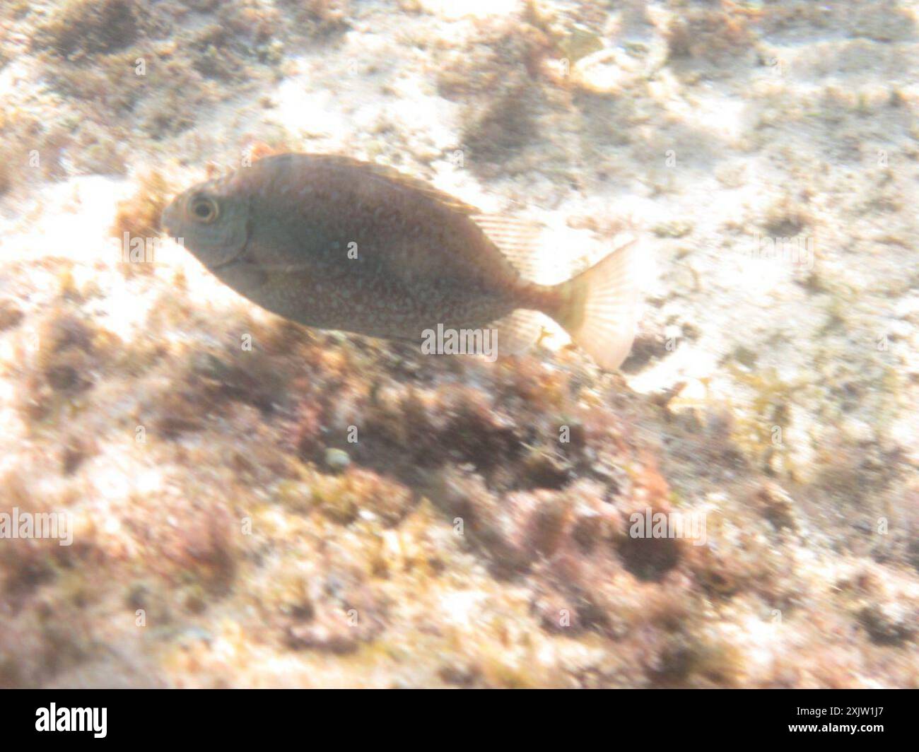 Whitespotted Rabbitfish (Siganus sutor) Actinopterygii Stock Photo - Alamy