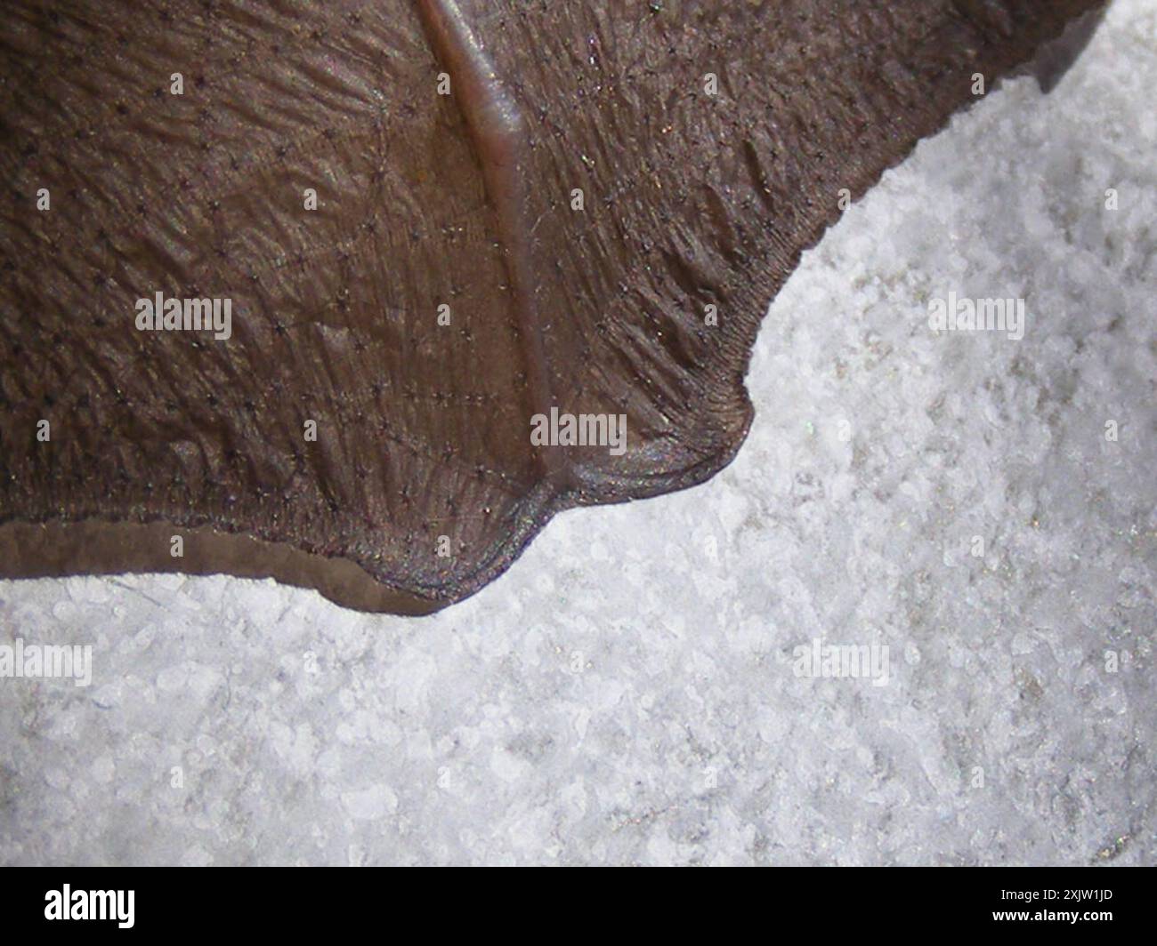 Egyptian Slit-faced Bat (Nycteris thebaica) Mammalia Stock Photo - Alamy