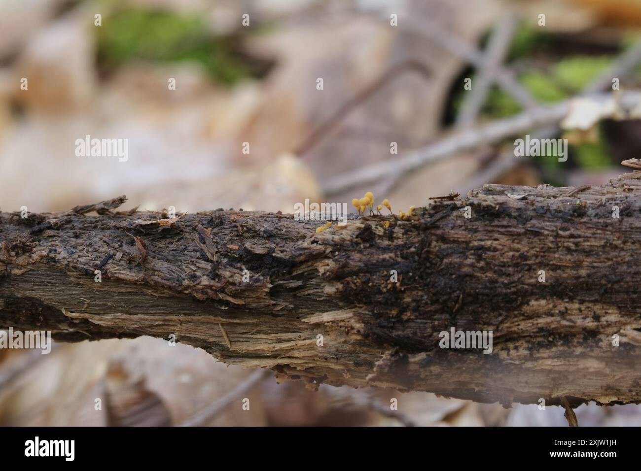 Push Pin Slime Mold (Hemitrichia calyculata) Protozoa Stock Photo - Alamy