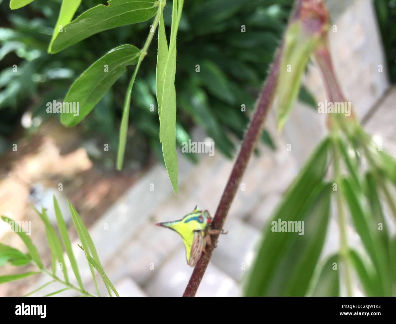Thorn Treehopper (Umbonia crassicornis) Insecta Stock Photo - Alamy