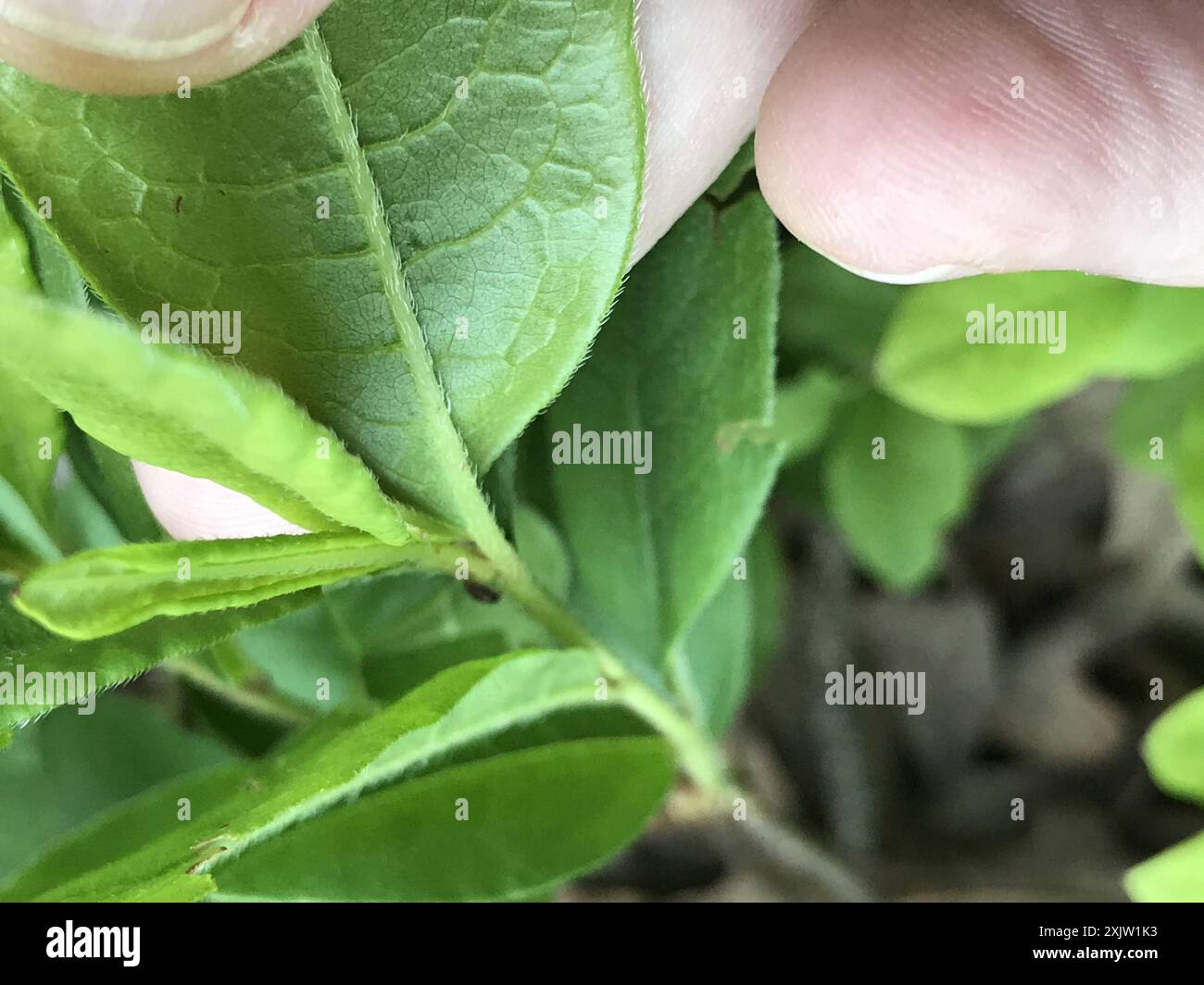Pinxter Flower (Rhododendron periclymenoides) Plantae Stock Photo - Alamy