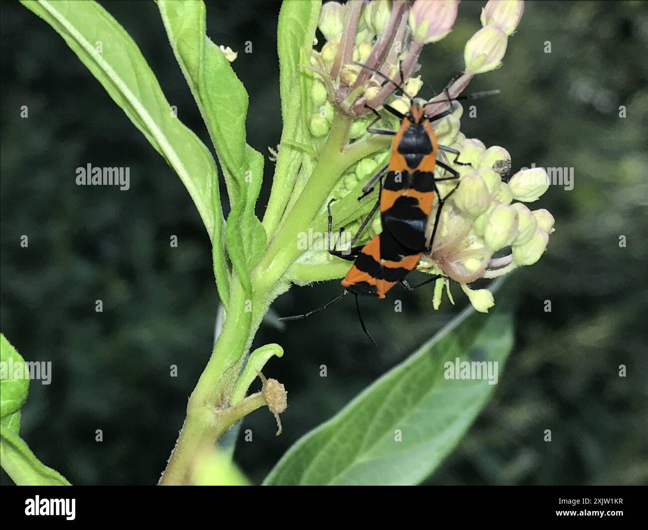 Large Milkweed Bug (Oncopeltus fasciatus) Insecta Stock Photo - Alamy