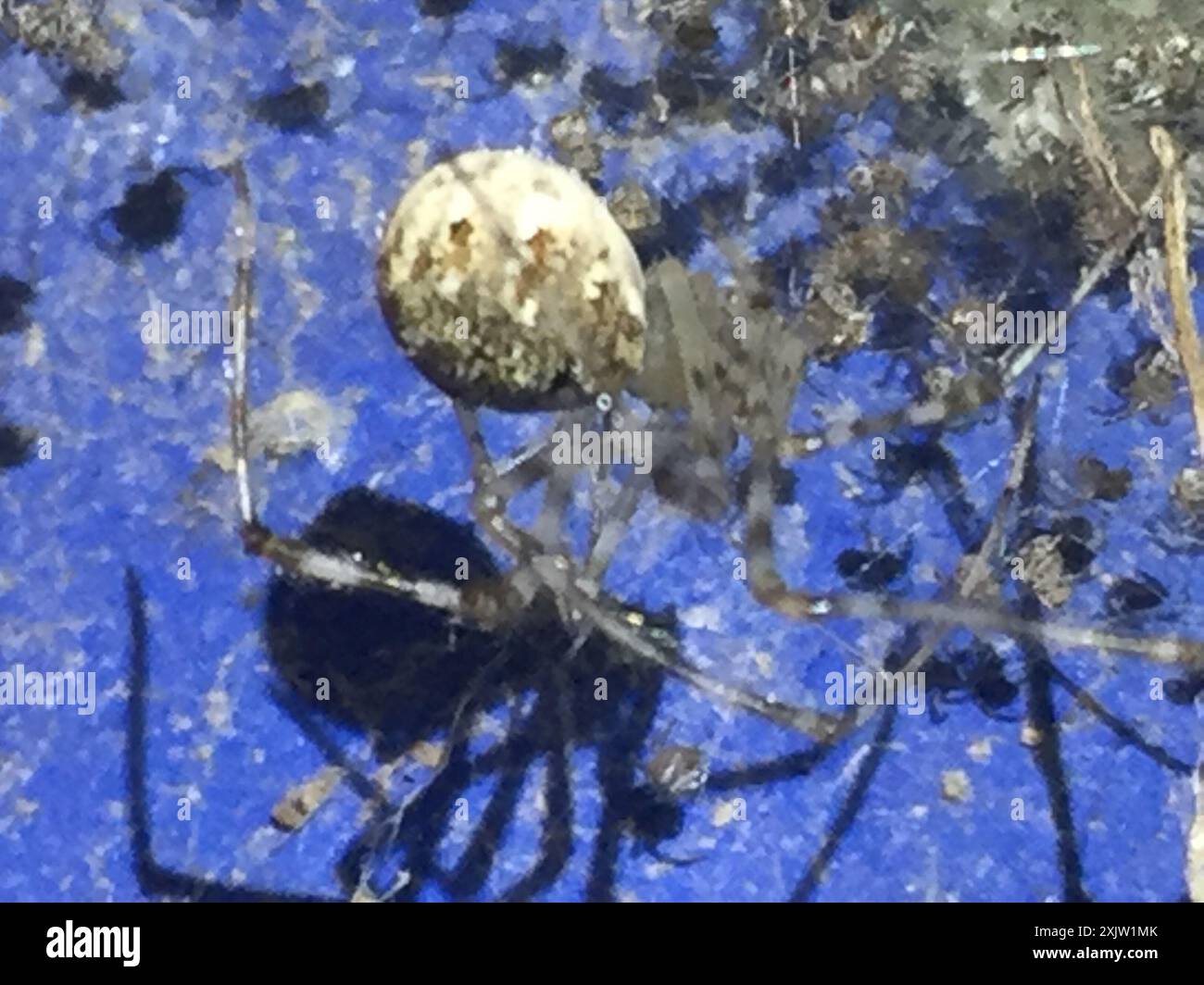 White porch spider (Cryptachaea gigantipes) Arachnida Stock Photo - Alamy