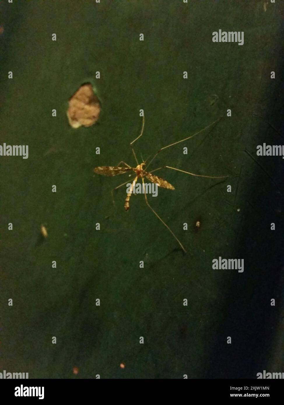 Band-winged Crane Fly (Epiphragma fasciapenne) Insecta Stock Photo - Alamy