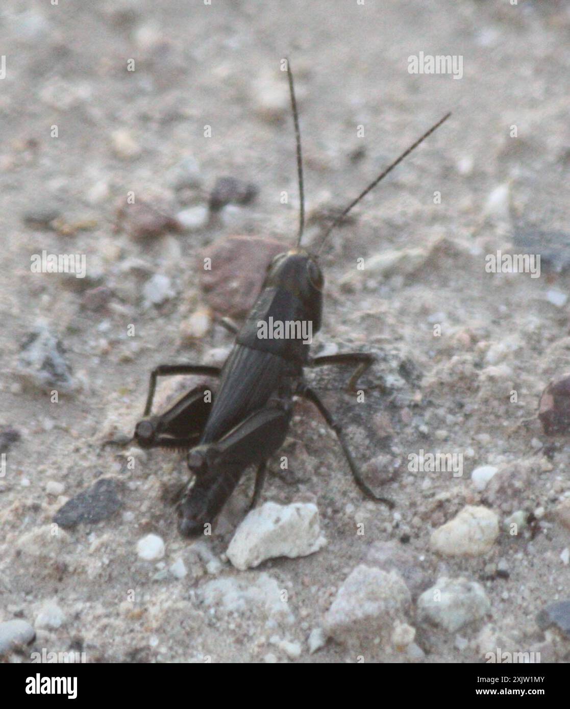 Boopedon nubilum hi-res stock photography and images - Alamy