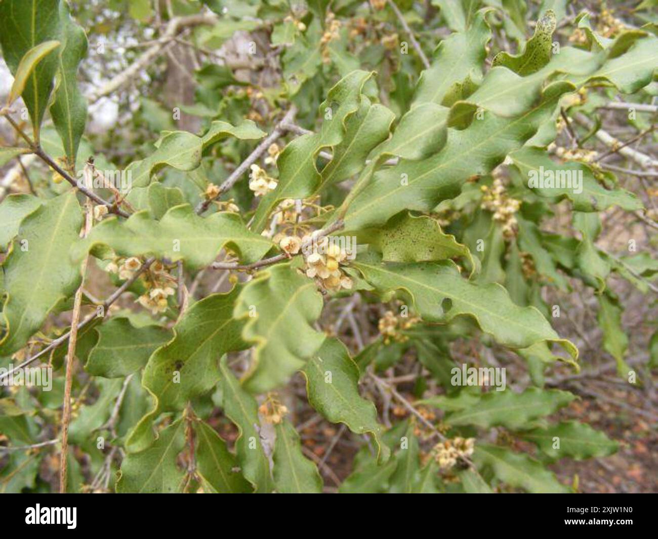 Magic Gwarrie (Euclea divinorum) Plantae Stock Photo - Alamy