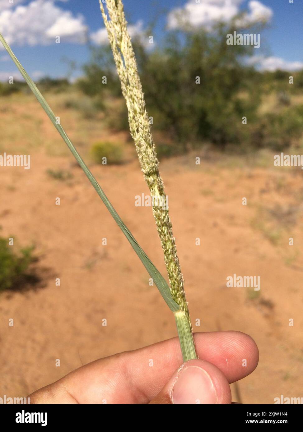 Giant Dropseed (Sporobolus giganteus) Plantae Stock Photo - Alamy