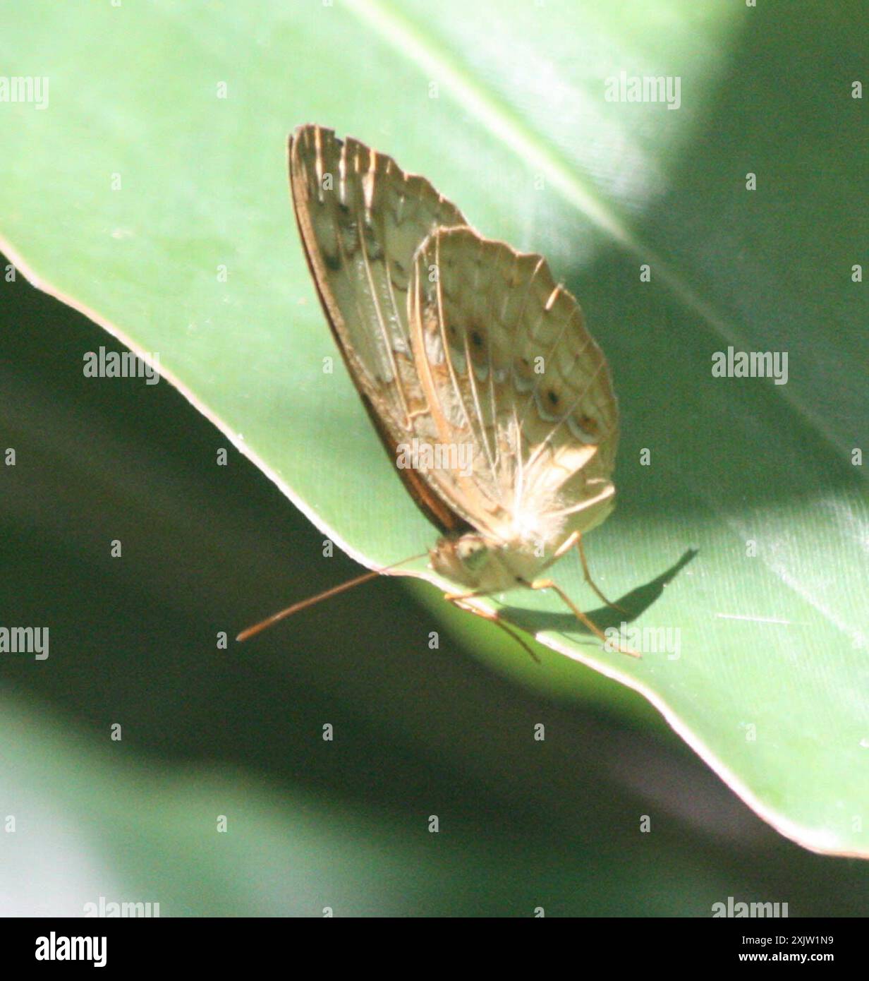 Rustic (Cupha erymanthis) Insecta Stock Photo - Alamy