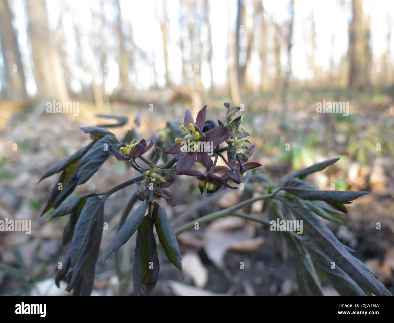 early blue cohosh (Caulophyllum giganteum) Plantae Stock Photo - Alamy