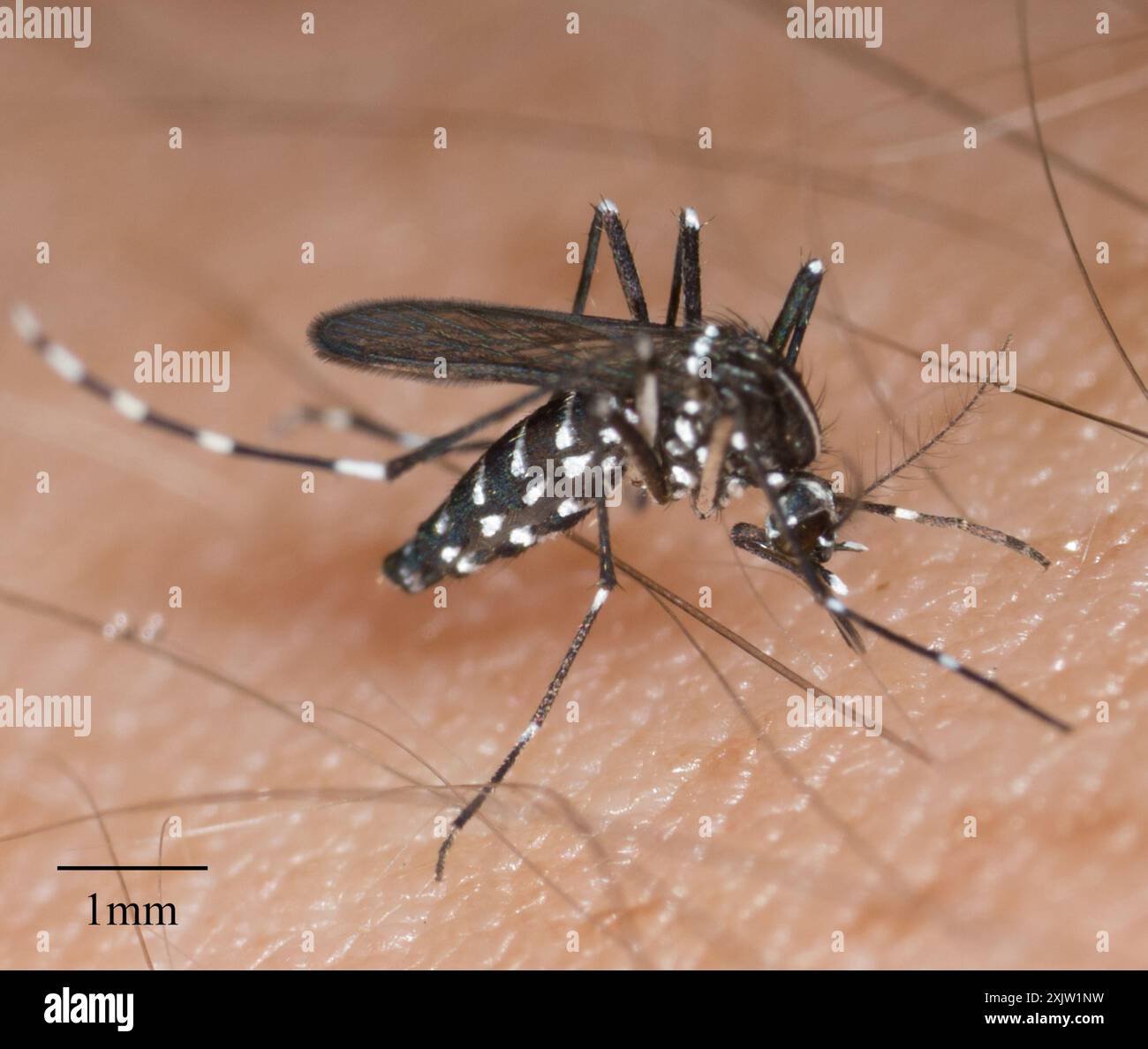 Asian Tiger Mosquito (Aedes albopictus) Insecta Stock Photo - Alamy