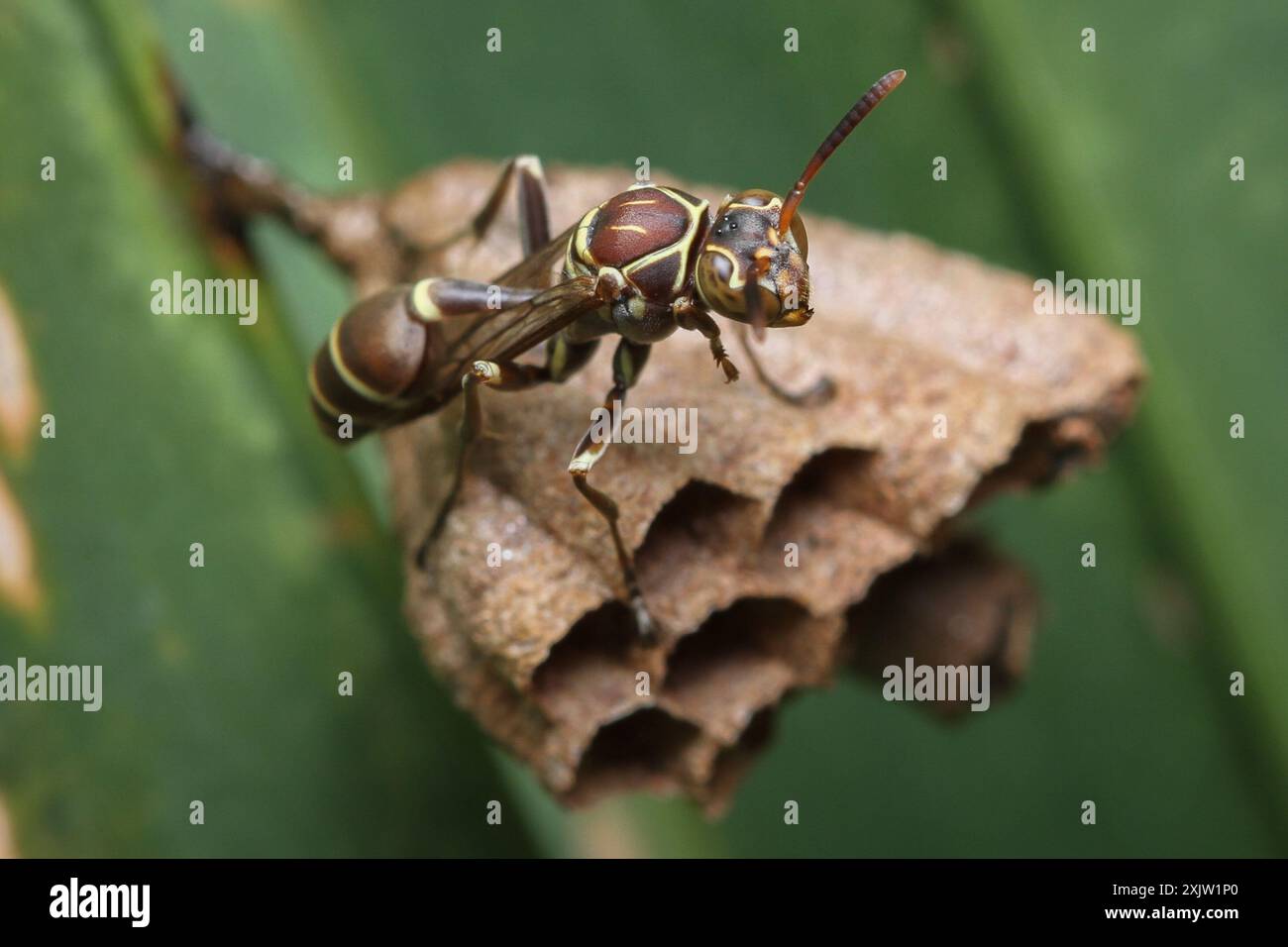 (Mischocyttarus mexicanus mexicanus) Insecta Stock Photo - Alamy
