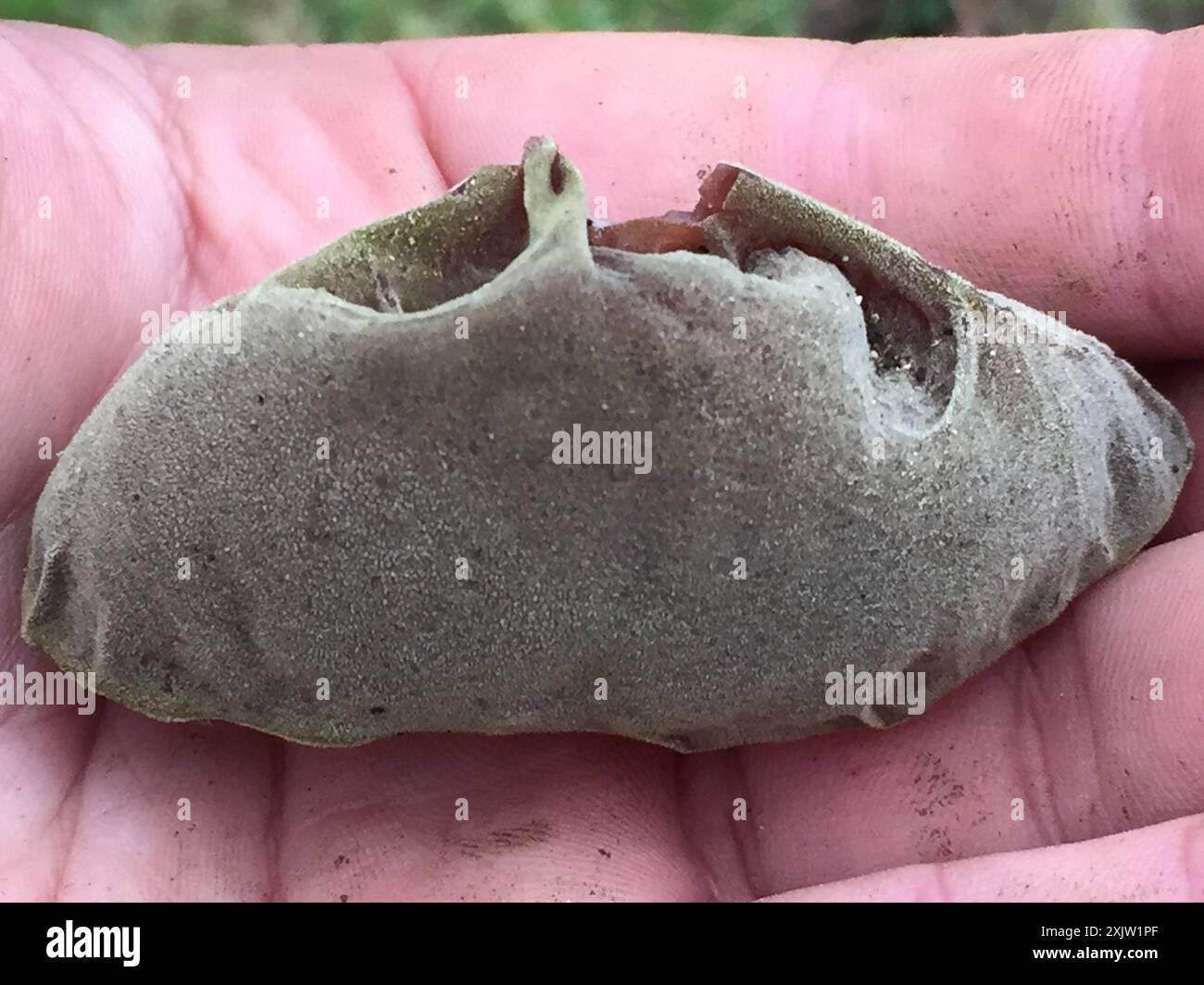 Ear fungus (Auricularia cornea) Fungi Stock Photo - Alamy