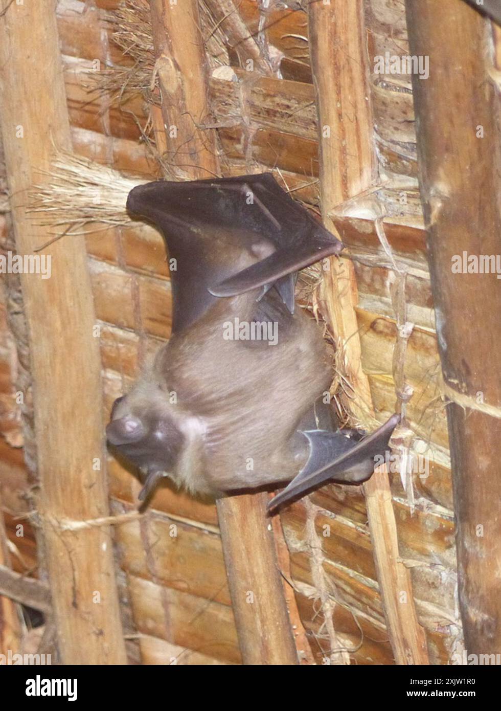 Egyptian Rousette (Rousettus aegyptiacus) Mammalia Stock Photo - Alamy