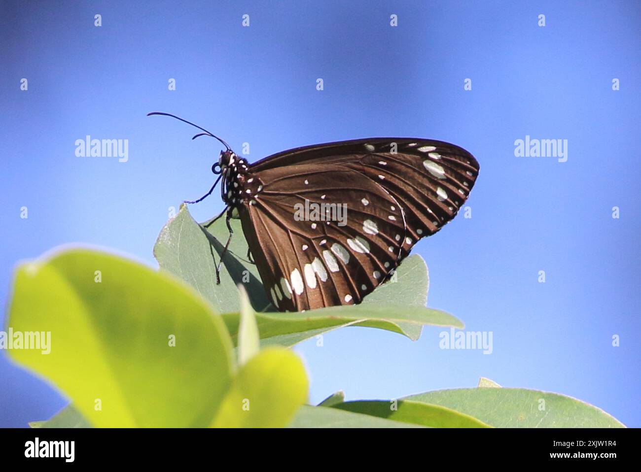 Common Crow Butterfly (Euploea core) Insecta Stock Photo - Alamy