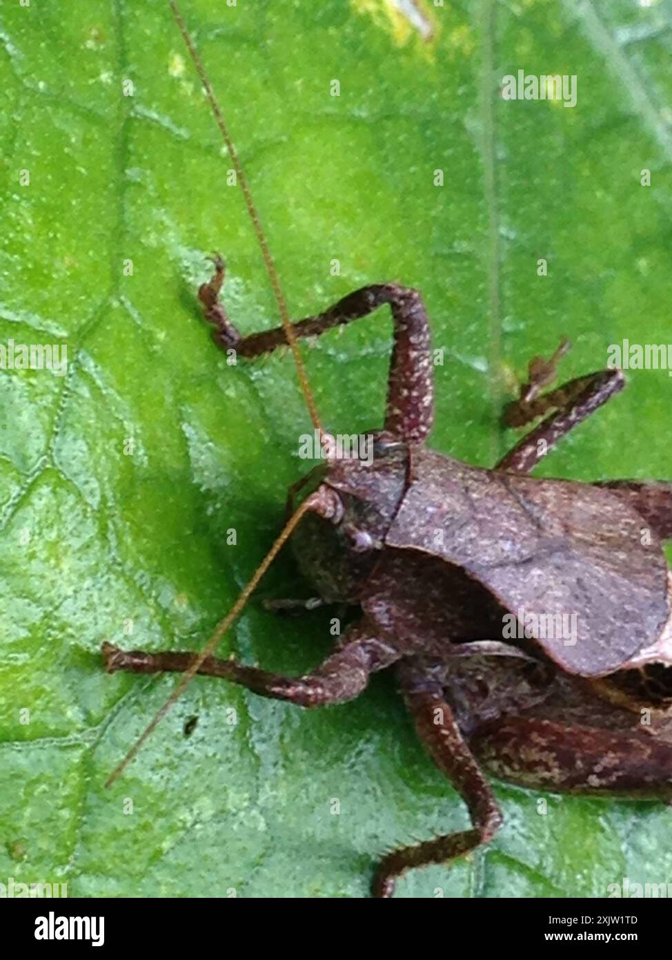Protean Shieldback (Atlanticus testaceus) Insecta Stock Photo - Alamy