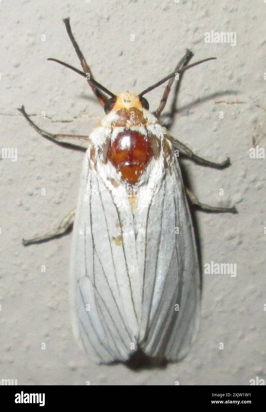 Tiger Moths (Arctiini) Insecta Stock Photo - Alamy