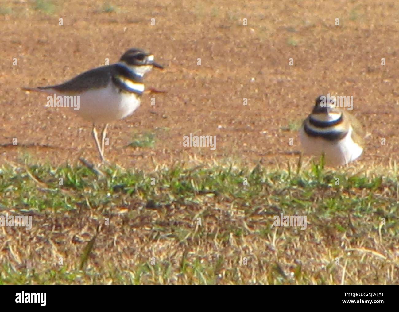 Killdeer (Charadrius vociferus) Aves Stock Photo - Alamy