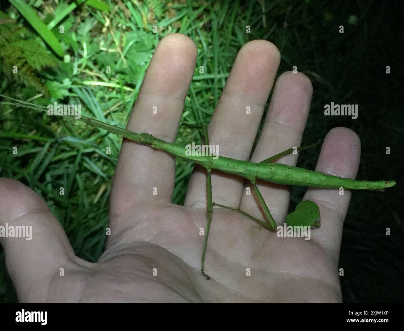 Stick Insects (Phasmida) Insecta Stock Photo - Alamy