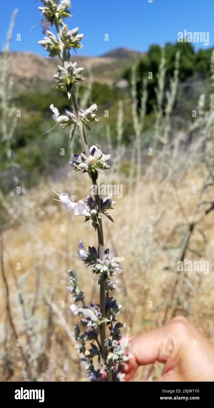 white sage (Salvia apiana) Plantae Stock Photo - Alamy