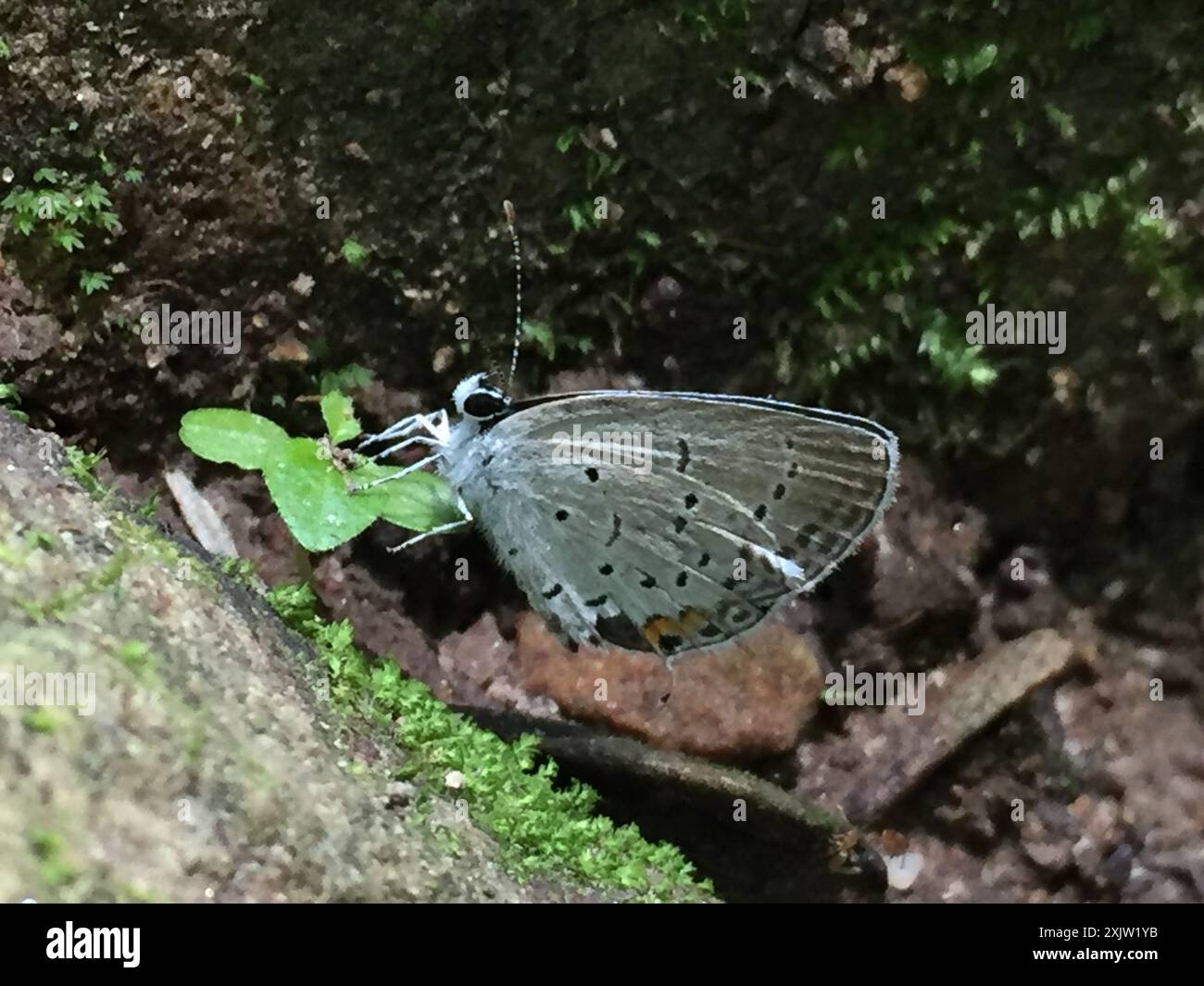 Eastern Tailed-Blue (Cupido comyntas) Insecta Stock Photo - Alamy