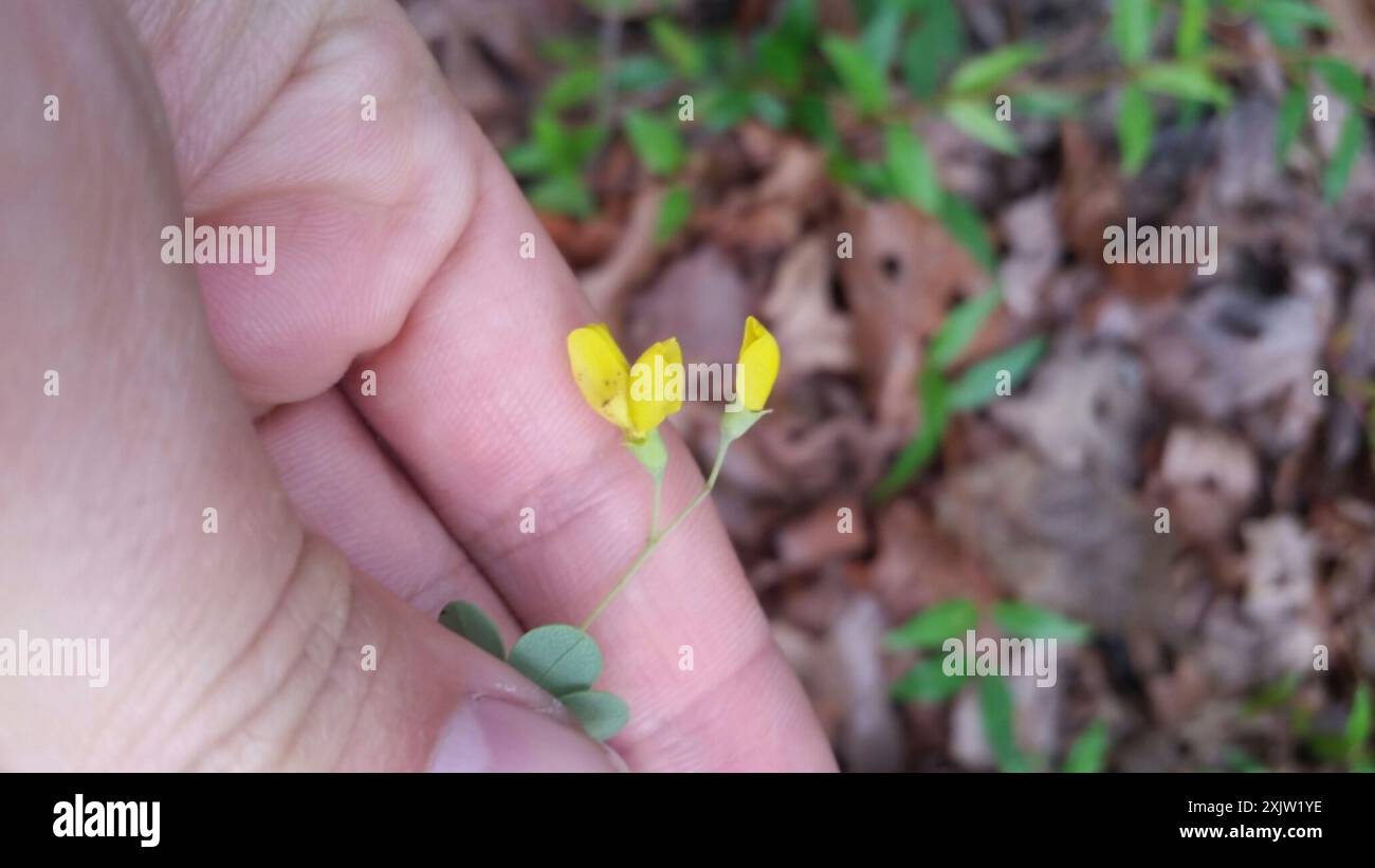 eastern wild indigo (Baptisia tinctoria) Plantae Stock Photo - Alamy