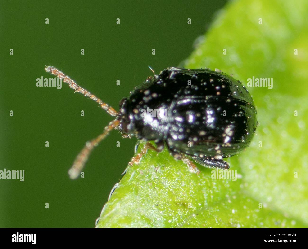 Flea Beetles (Alticini) Insecta Stock Photo - Alamy