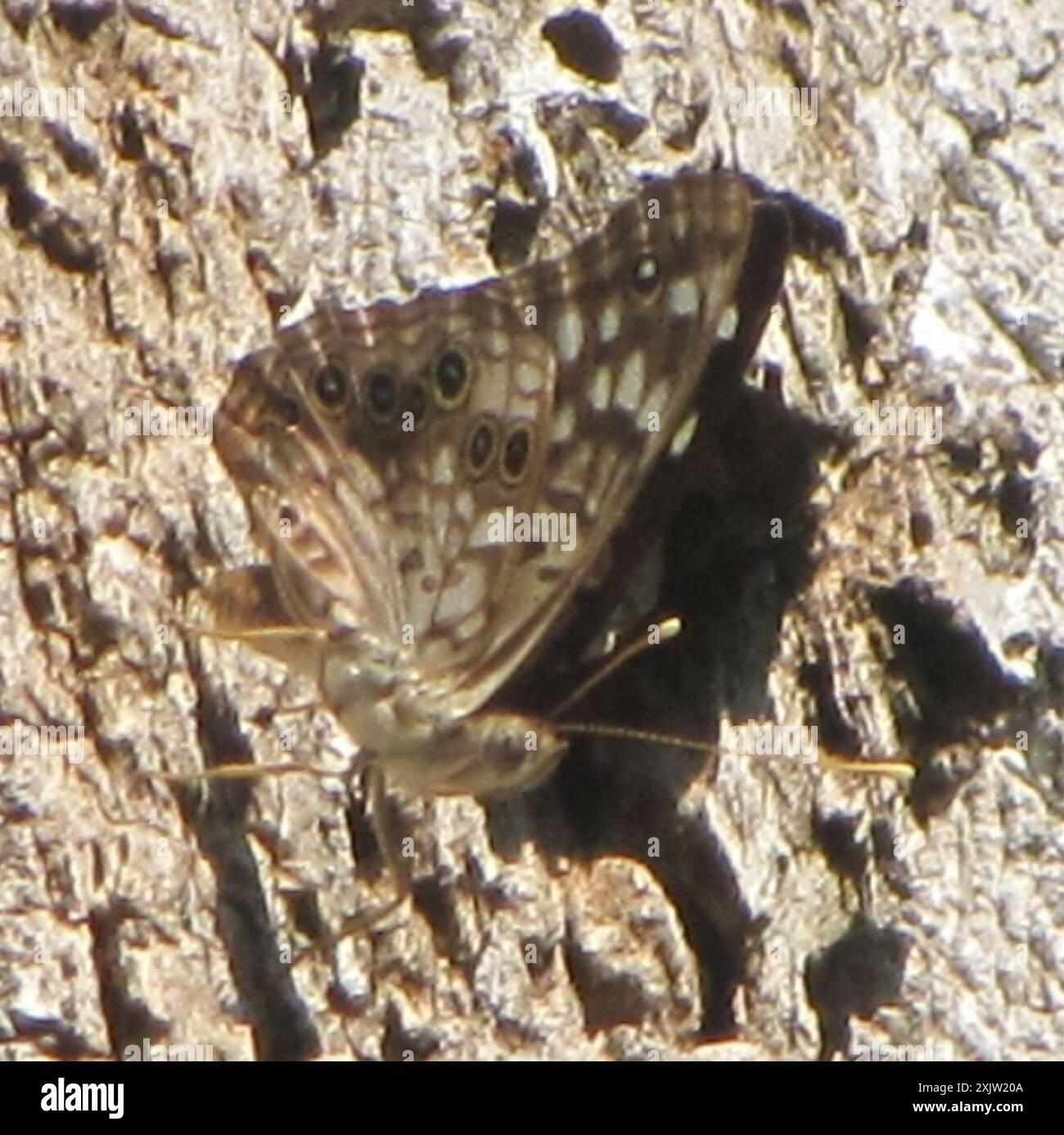 Hackberry Emperor (Asterocampa celtis) Insecta Stock Photo - Alamy