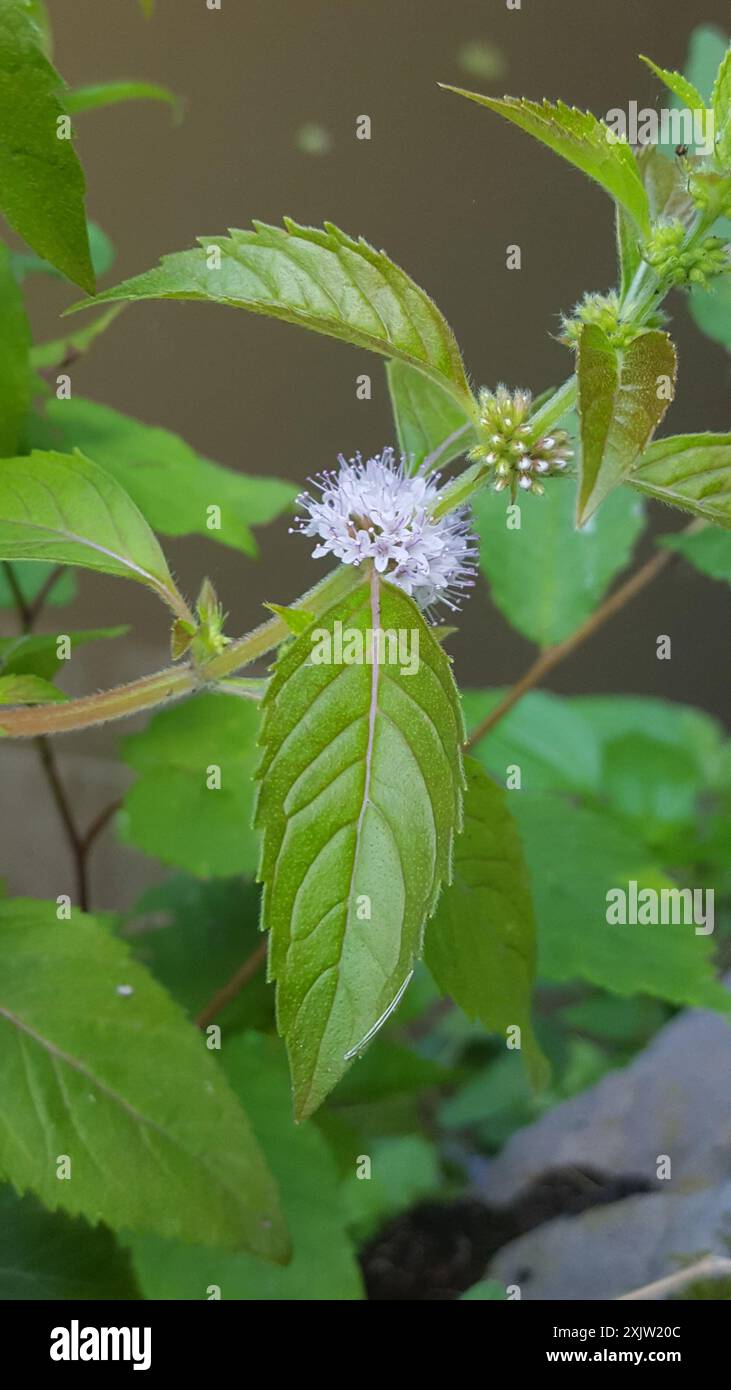 corn mint (Mentha arvensis) Plantae Stock Photo - Alamy