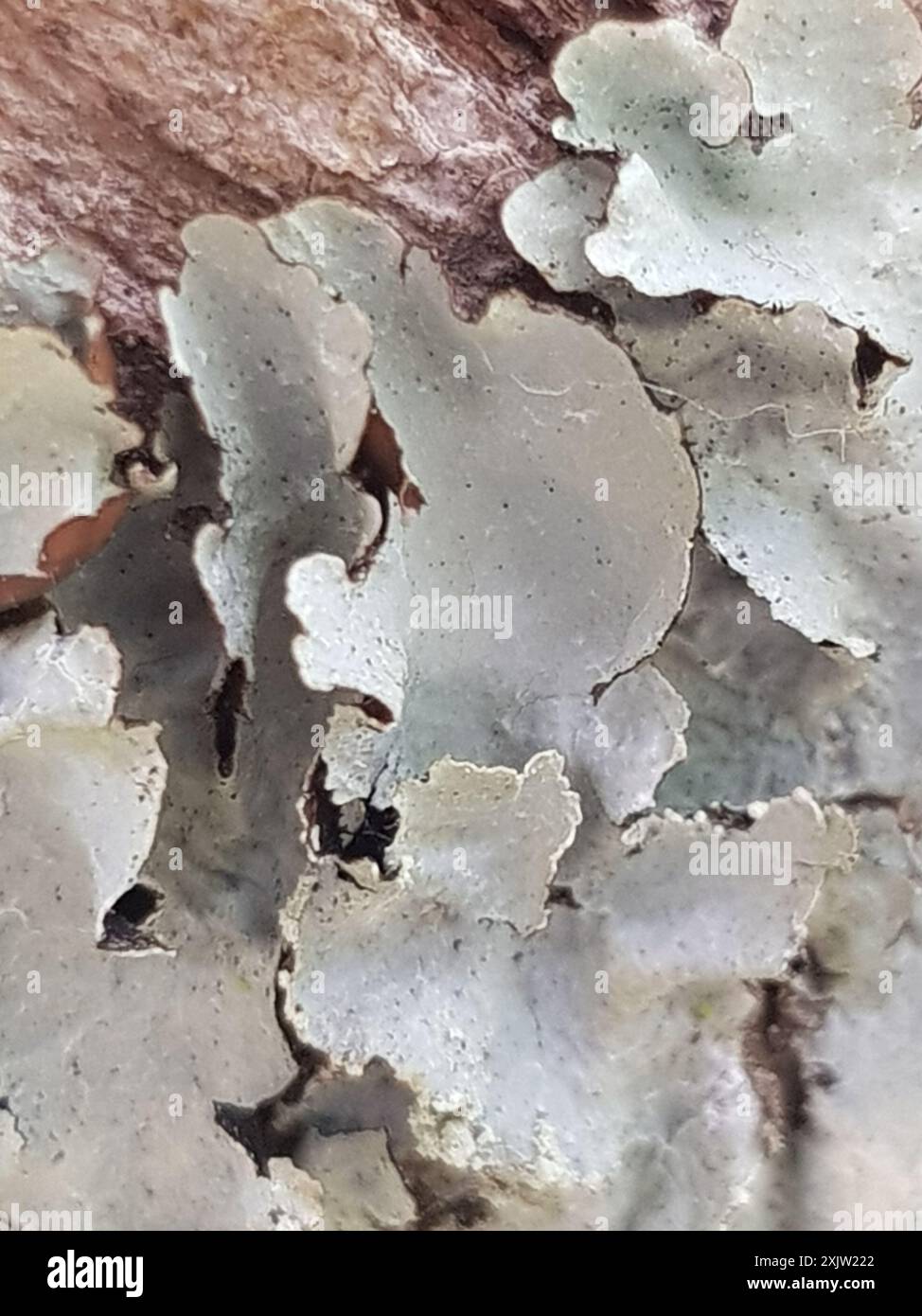 Ruffle Lichens (Parmotrema) Fungi Stock Photo - Alamy